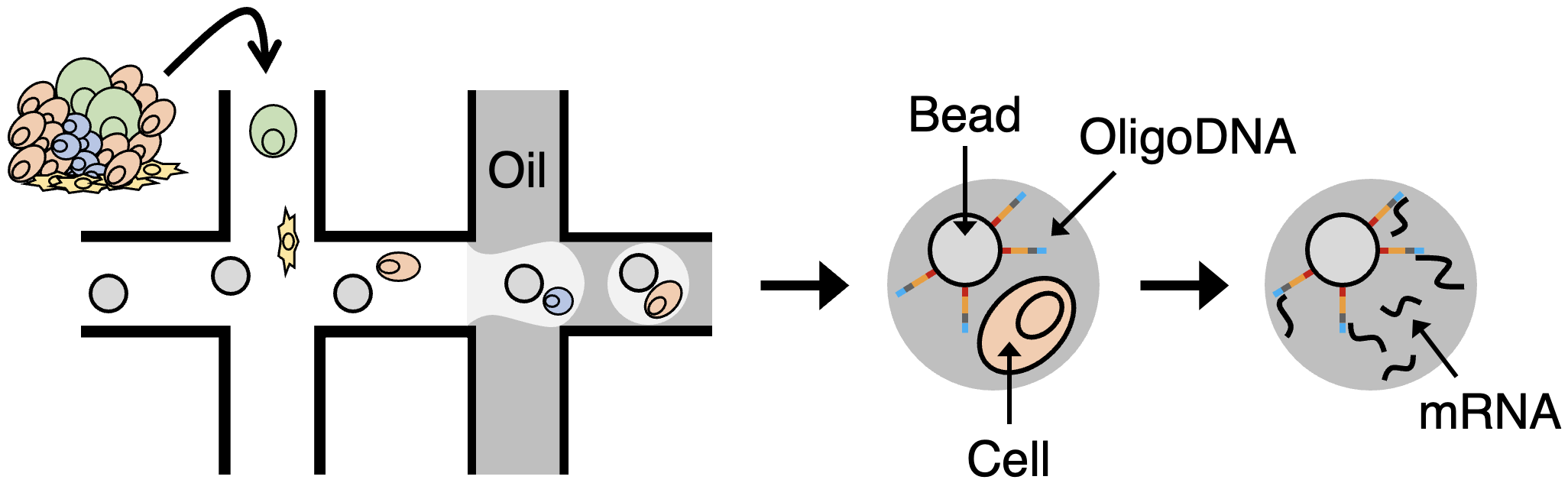 Bioinformatics Training in Imperial College London